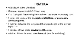 Anatomy of Trachea presentations notes.pptx