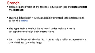 Anatomy of Trachea presentations notes.pptx