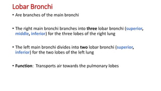 Anatomy of Trachea presentations notes.pptx