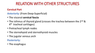 Anatomy of Trachea presentations notes.pptx