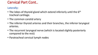 Anatomy of Trachea presentations notes.pptx
