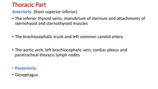 Anatomy of Trachea presentations notes.pptx