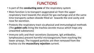 Anatomy of Trachea presentations notes.pptx