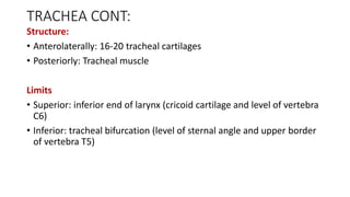 Anatomy of Trachea presentations notes.pptx
