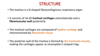 Anatomy of Trachea presentations notes.pptx
