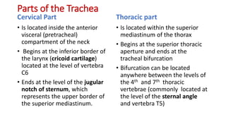 Anatomy of Trachea presentations notes.pptx