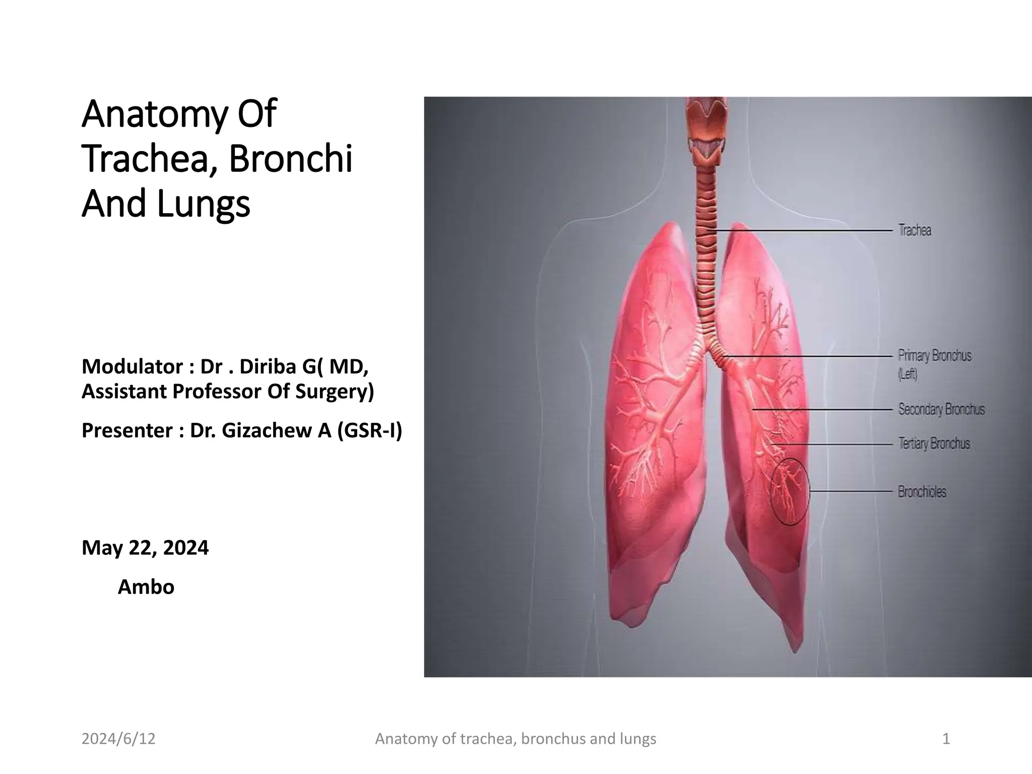 Anatomy of trachea, bronchi, & lungs.pptx