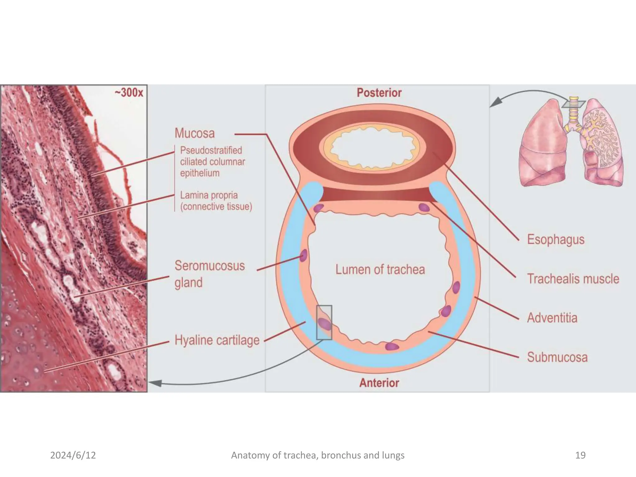 Anatomy of trachea, bronchi, & lungs.pptx