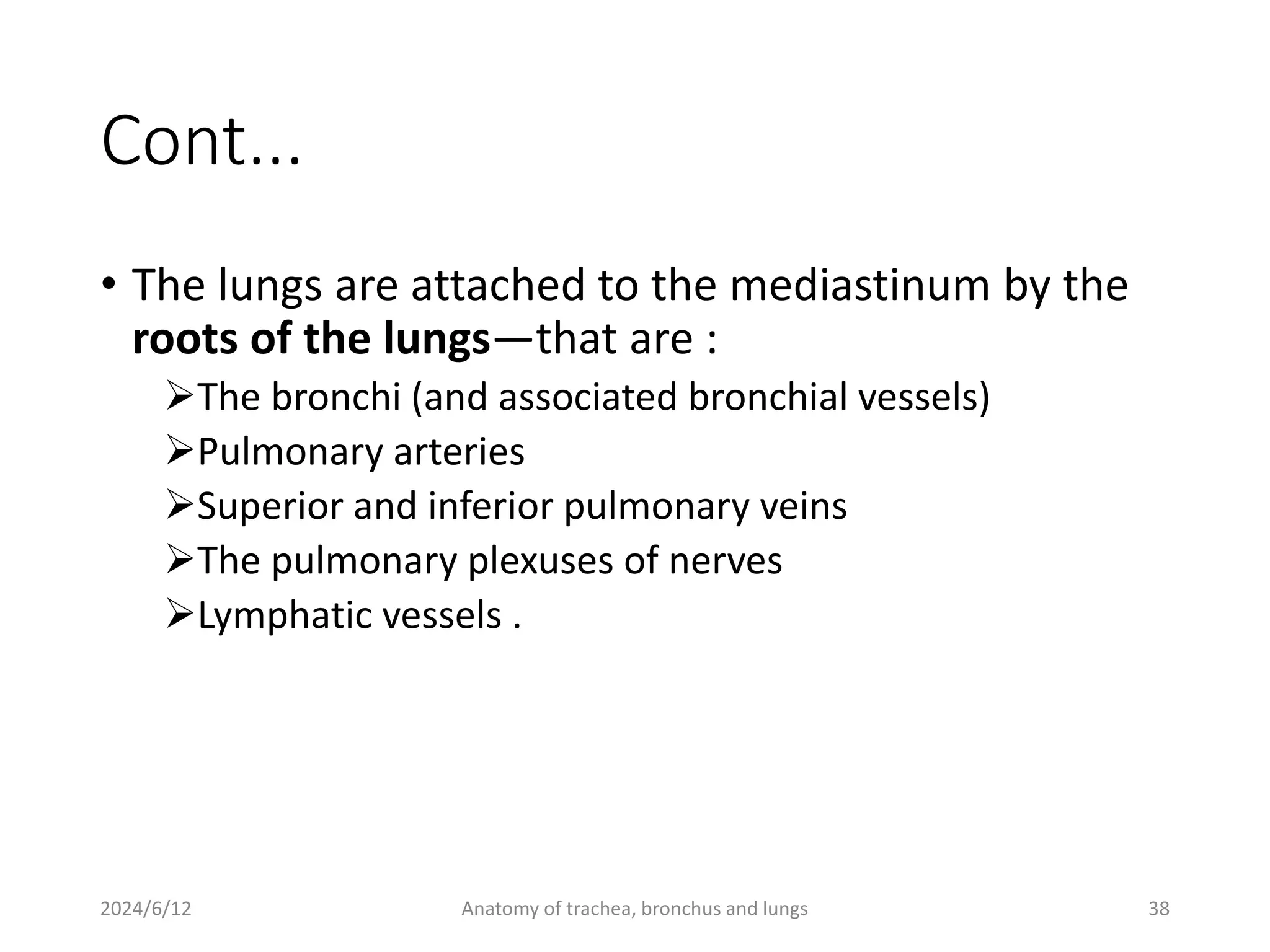 Anatomy Of Trachea Bronchi And Lungspptx