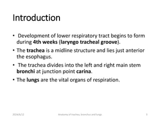 Anatomy of trachea, bronchi, & lungs.pptx