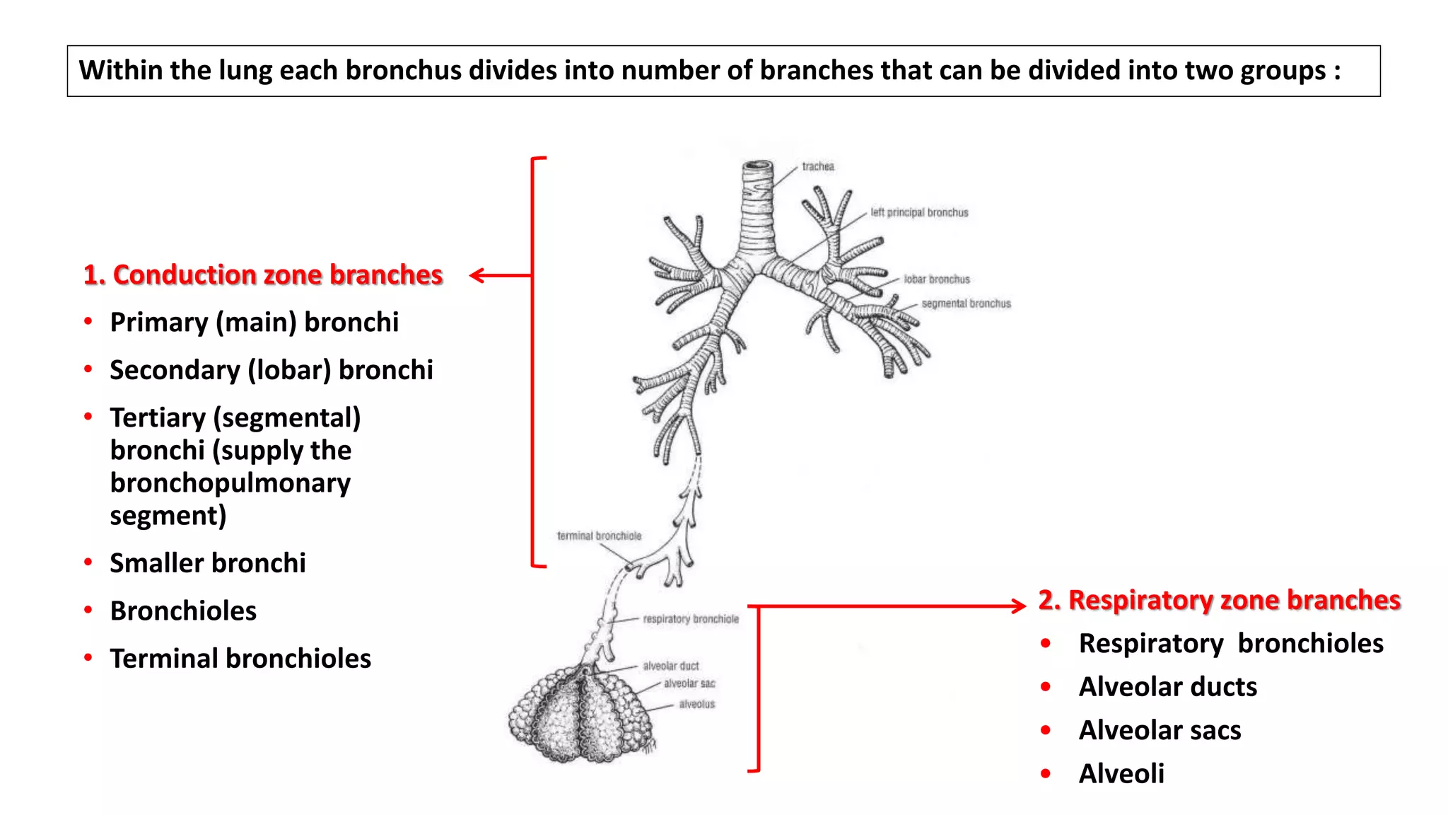 ANATOMY OF TRACHEA, BRONCHI & PLEURA.pptx