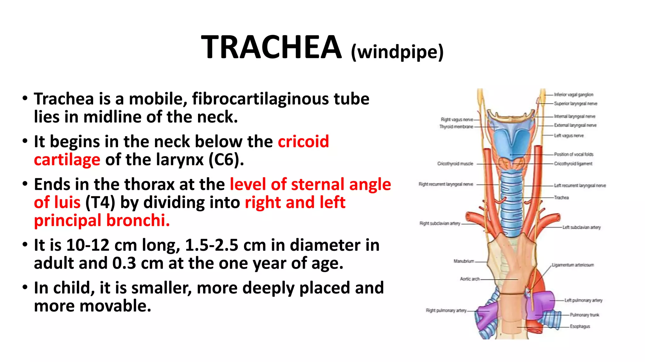ANATOMY OF TRACHEA, BRONCHI & PLEURA.pptx