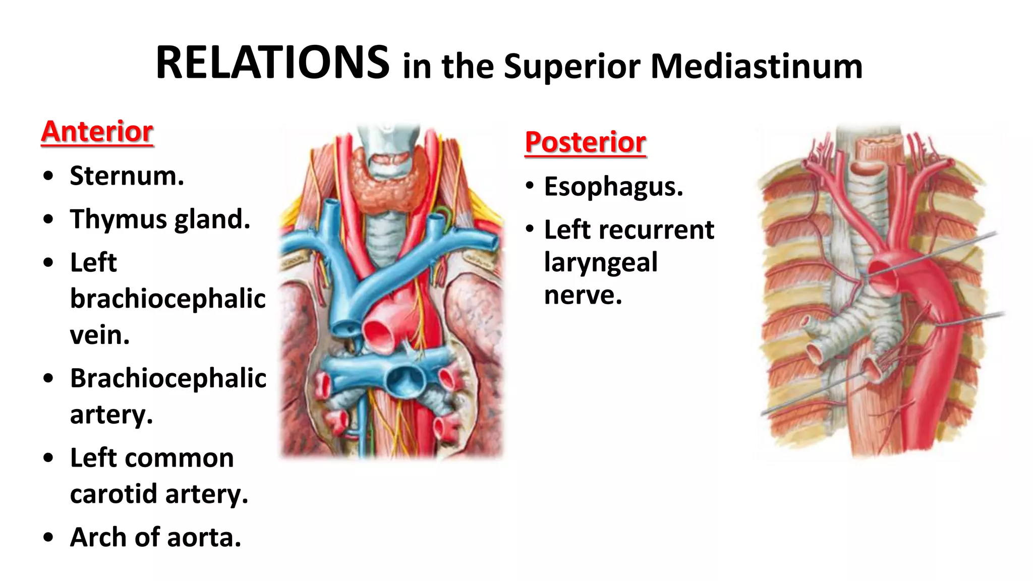 ANATOMY OF TRACHEA, BRONCHI & PLEURA.pptx