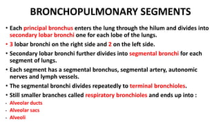 ANATOMY OF TRACHEA, BRONCHI & PLEURA.pptx