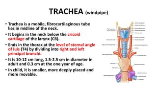 ANATOMY OF TRACHEA, BRONCHI & PLEURA.pptx