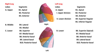 ANATOMY OF TRACHEA, BRONCHI & PLEURA.pptx