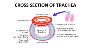 ANATOMY OF TRACHEA, BRONCHI & PLEURA.pptx