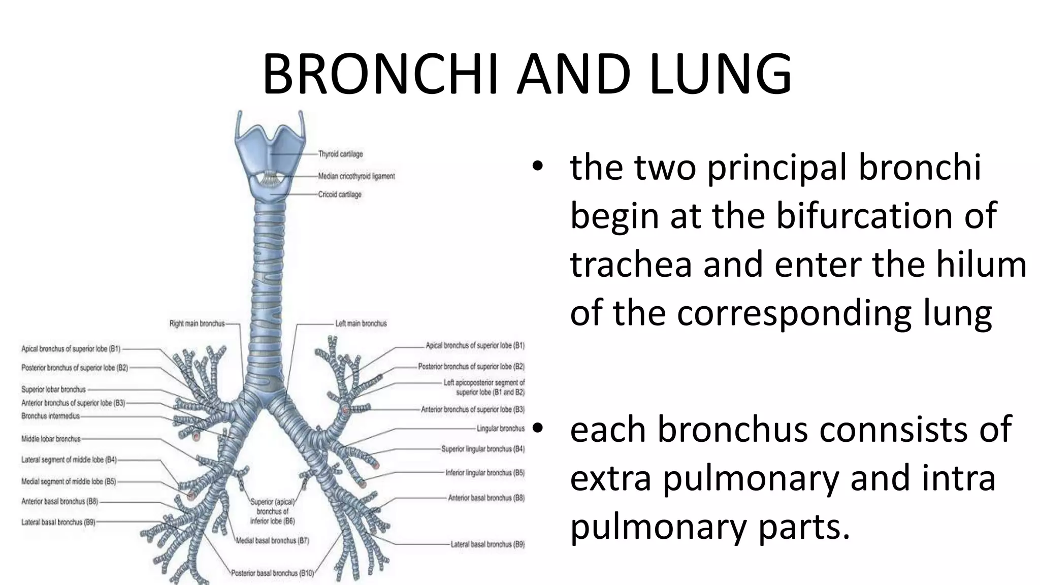 Anatomy of trachea, bronchus and lung | PPTX