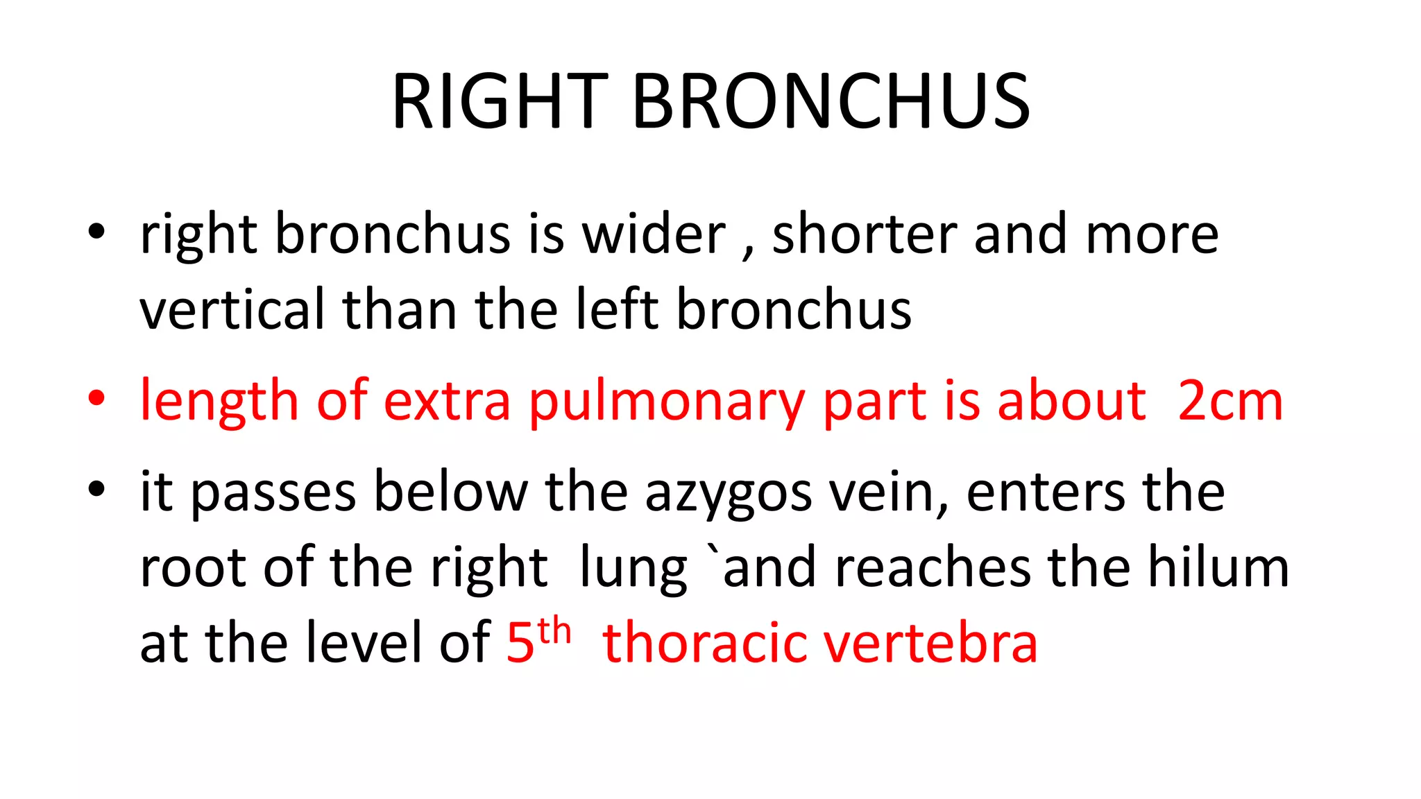Anatomy of trachea, bronchus and lung | PPTX