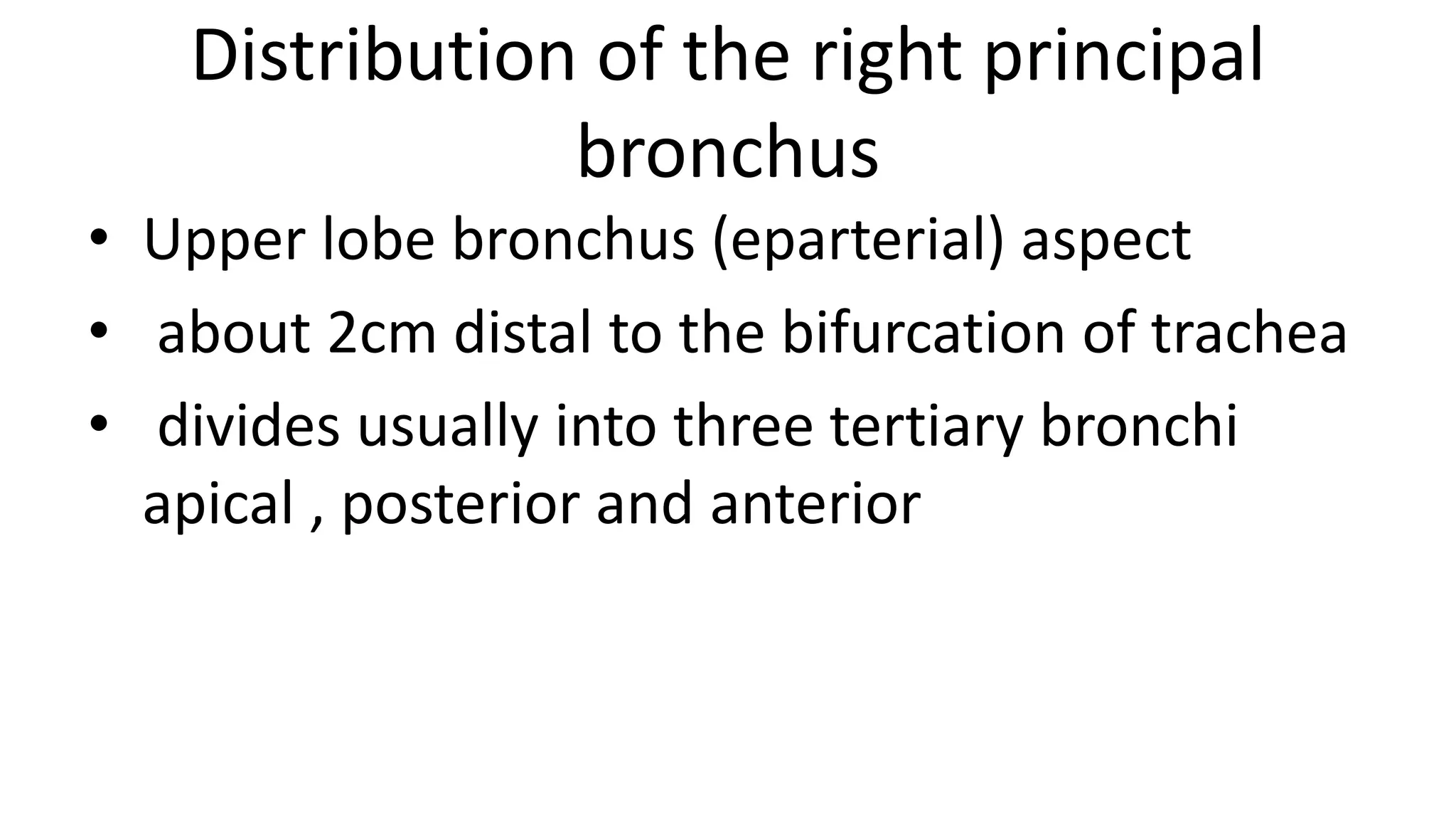 Anatomy of trachea, bronchus and lung | PPTX