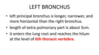 Anatomy of trachea, bronchus and lung | PPTX