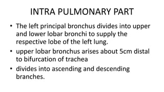 Anatomy of trachea, bronchus and lung | PPTX