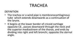 Trachea Definition