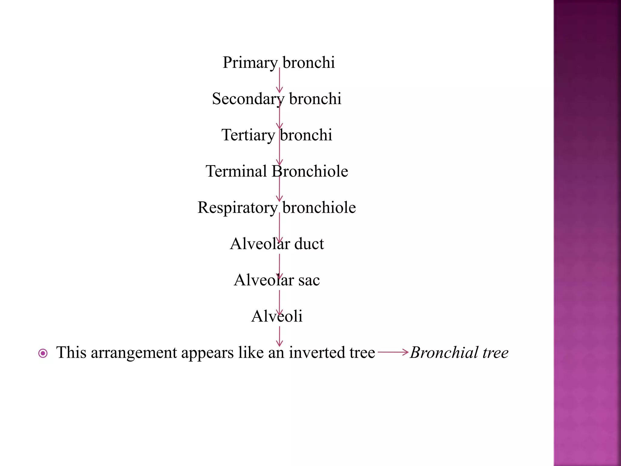 Anatomy of trachea & lungs | PPT