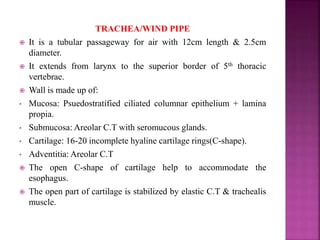Anatomy of trachea & lungs | PPTX