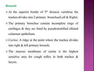 Anatomy of trachea & lungs | PPT