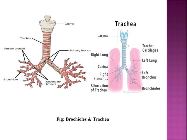 Anatomy of trachea & lungs | PPT