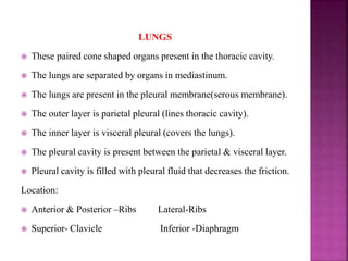 Anatomy of trachea & lungs | PPT