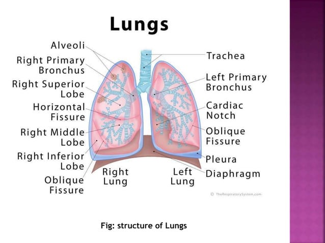 Anatomy of trachea & lungs | PPT