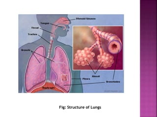 Anatomy of trachea & lungs | PPTX