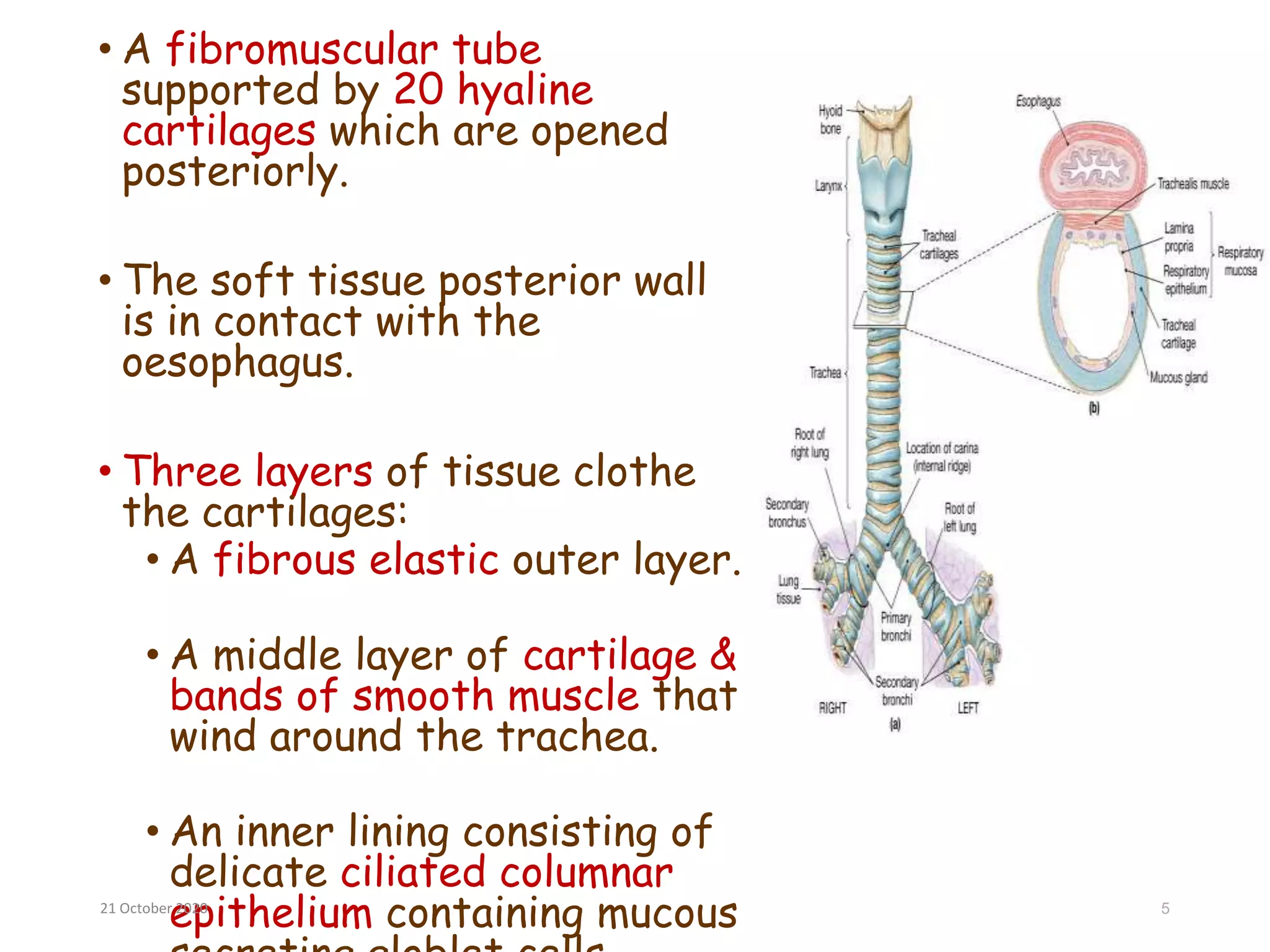 Anatomy of trachea & tracheostomy ----- | PPT