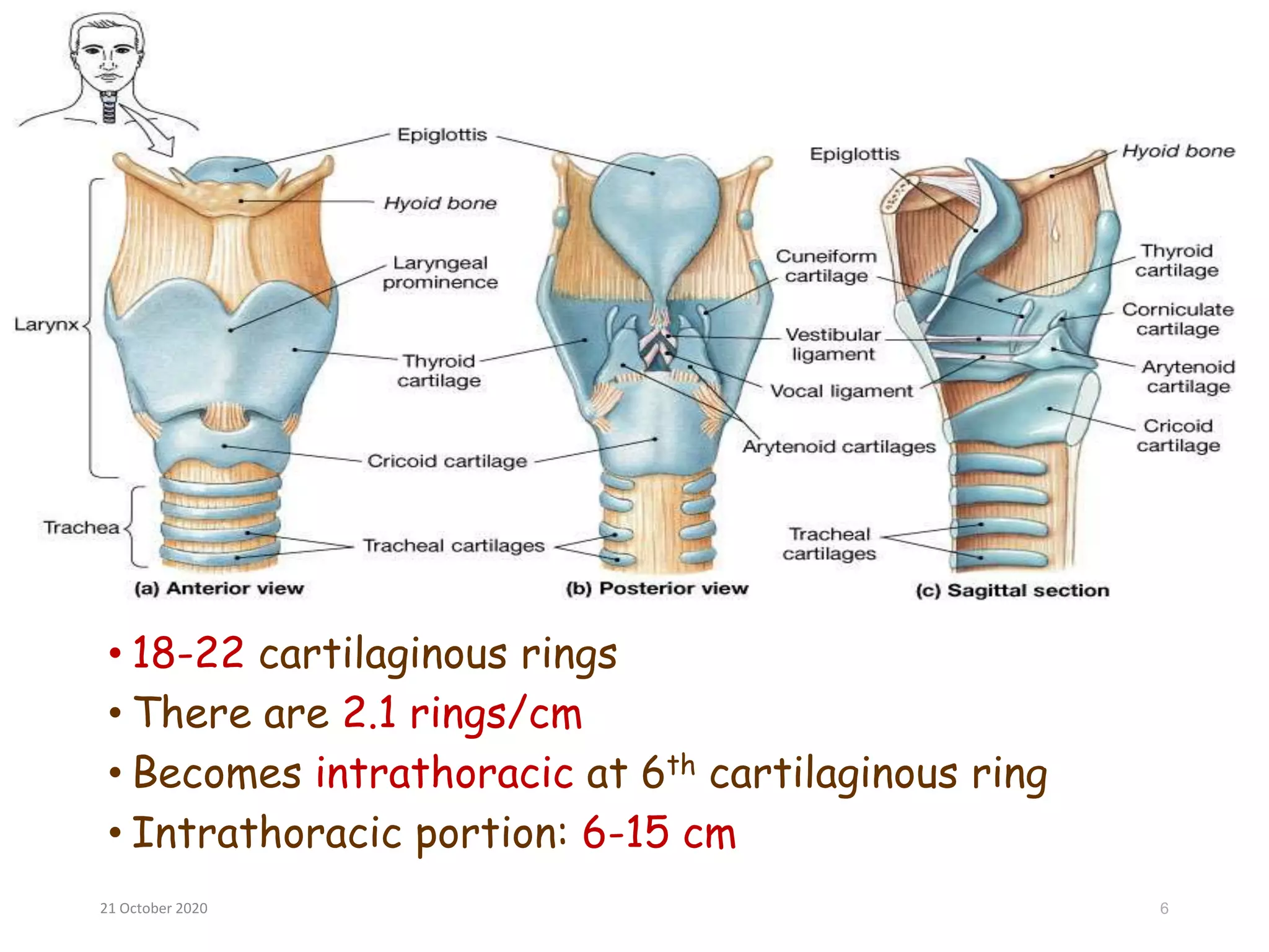 Anatomy of trachea & tracheostomy ----- | PPT