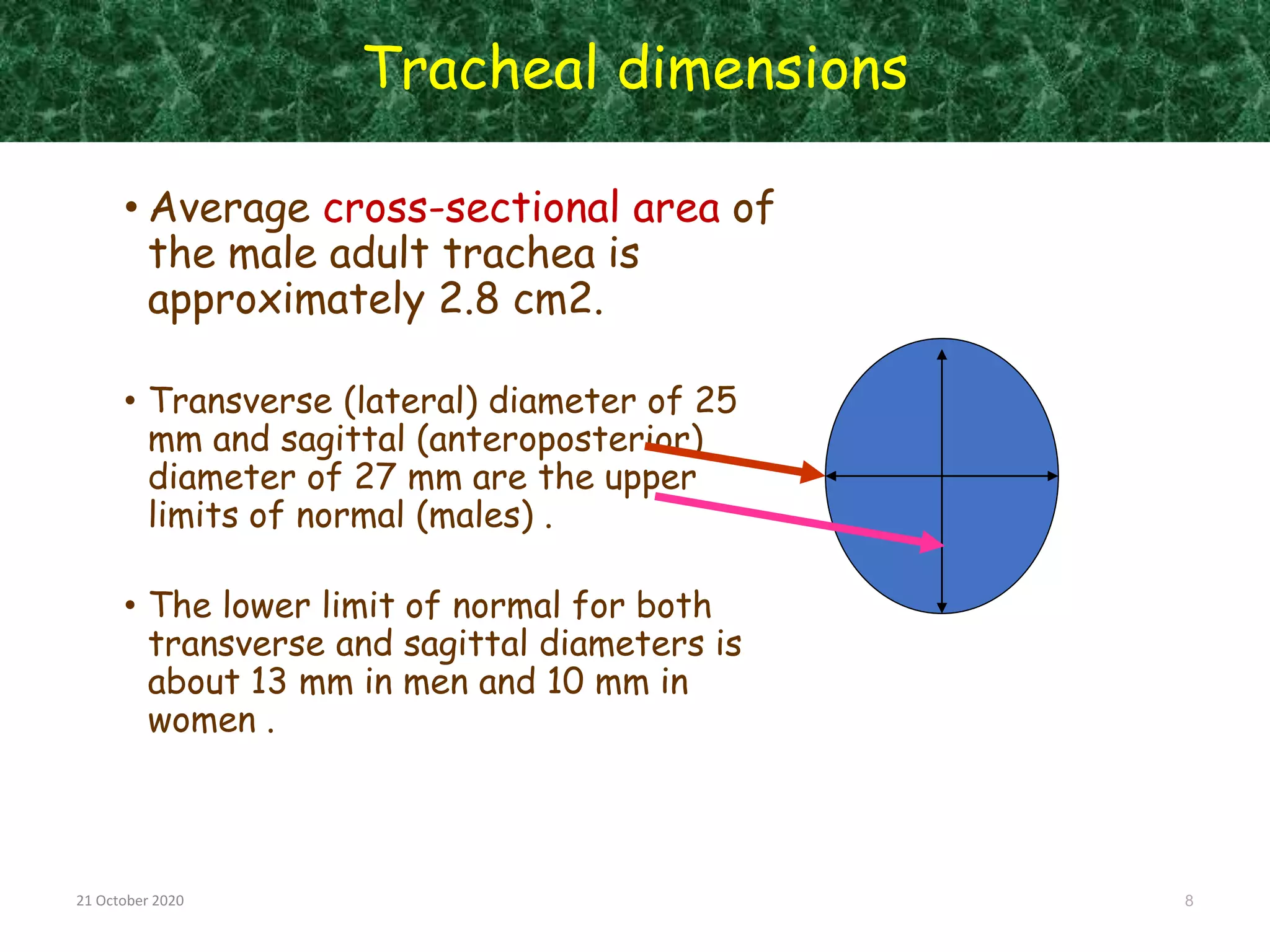 Anatomy of trachea & tracheostomy ----- | PPT