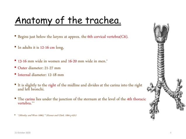 Anatomy of trachea & tracheostomy ----- | PPT | Lung and Respiratory ...