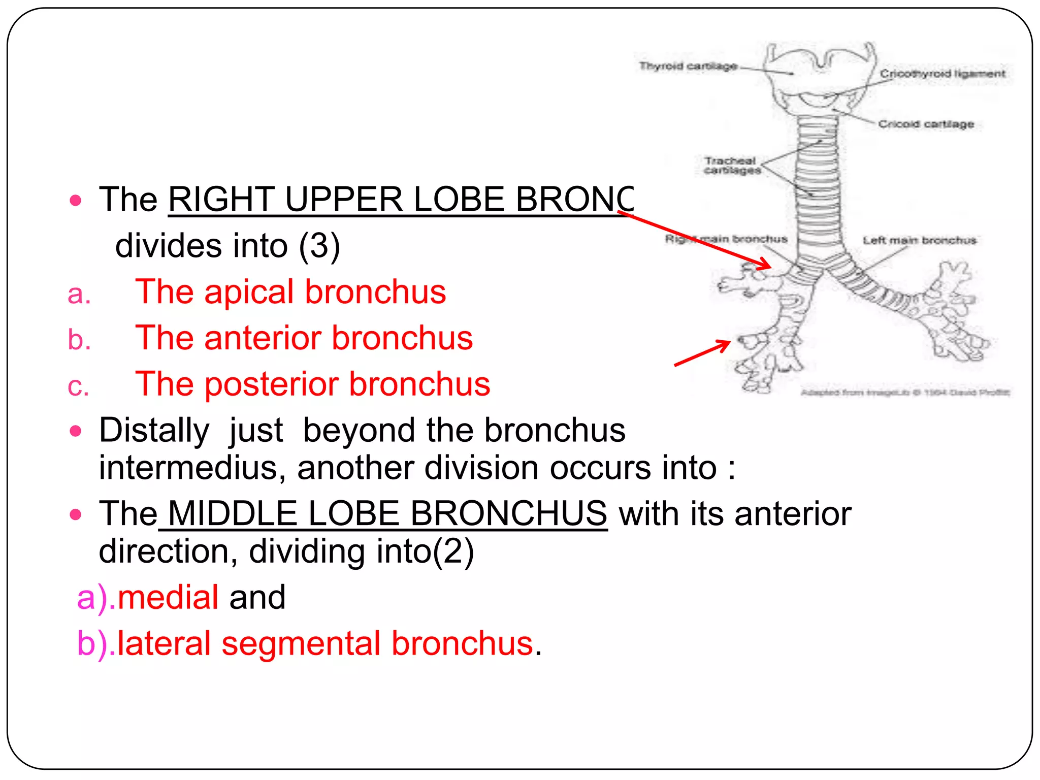 Anatomy of tracheobronchial tree | PPTX