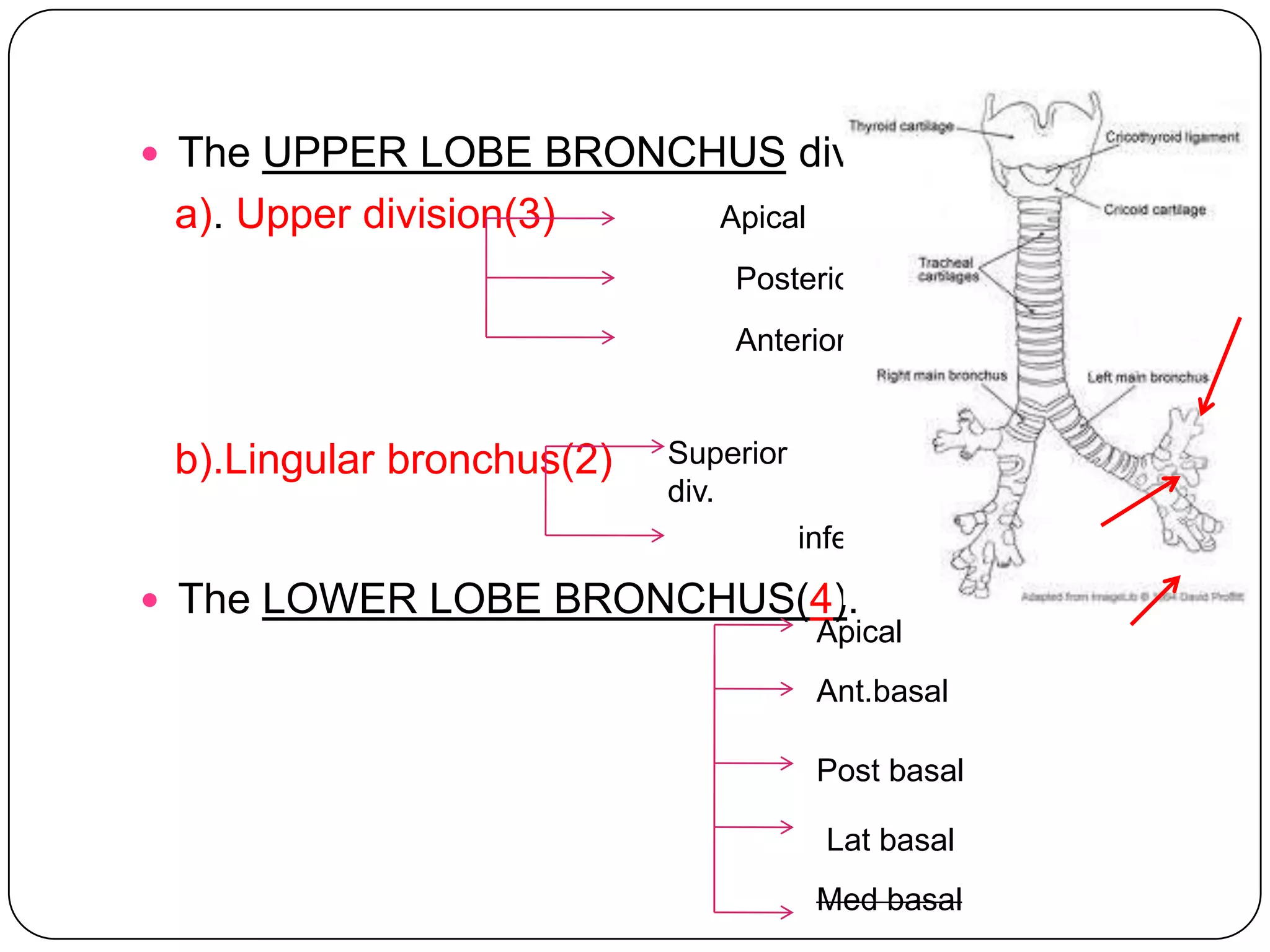 Anatomy of tracheobronchial tree | PPTX