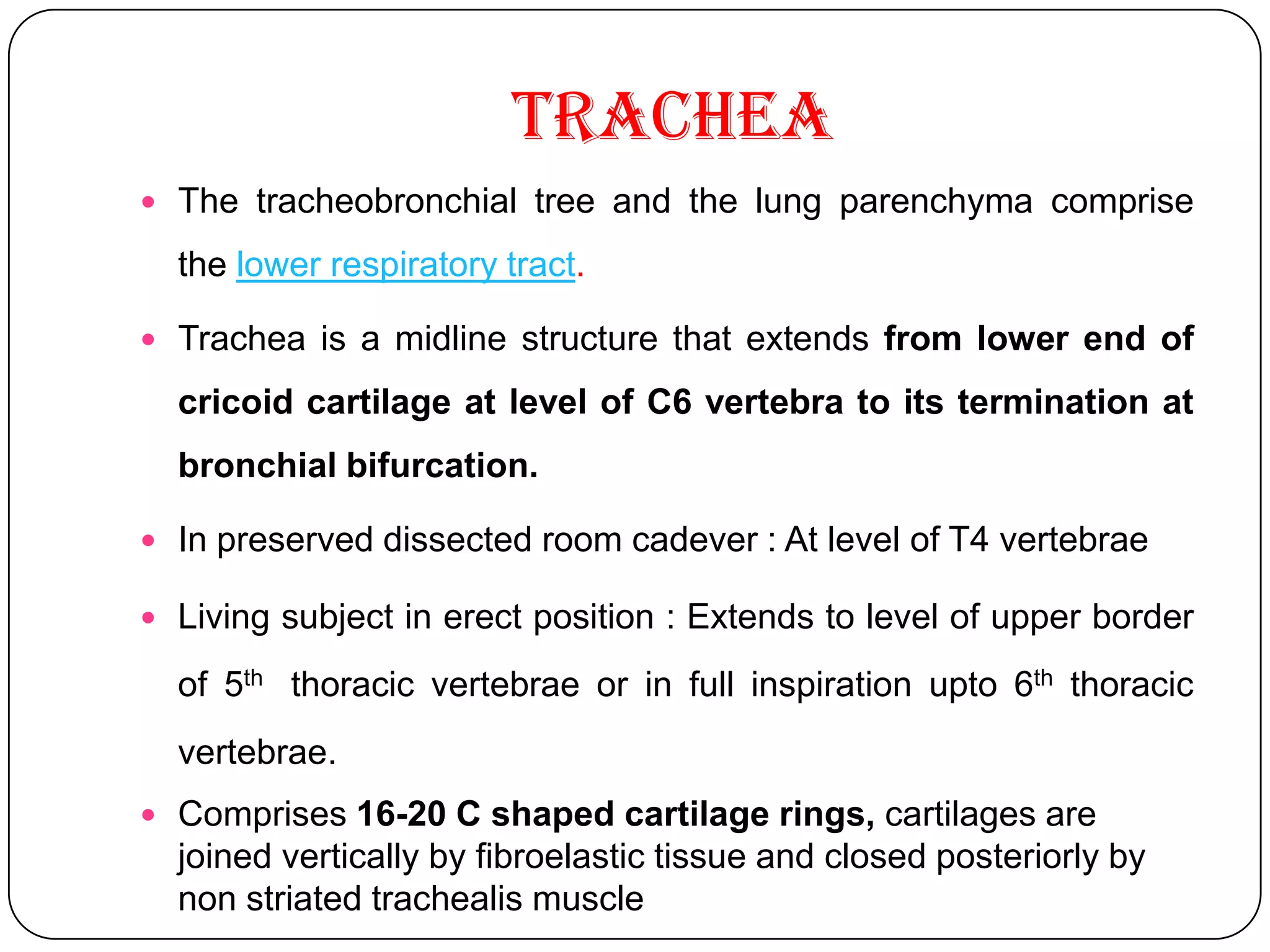 Anatomy of tracheobronchial tree | PPTX