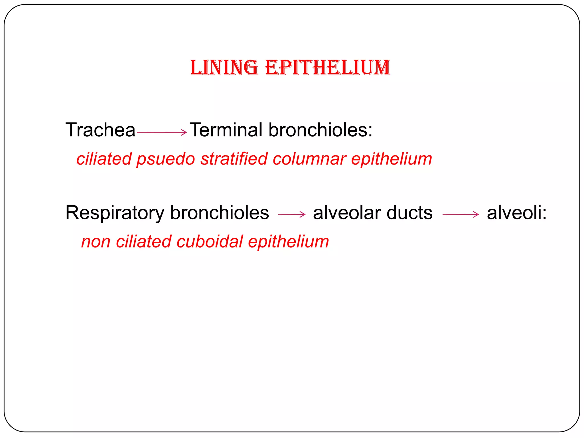 Anatomy of tracheobronchial tree | PPTX