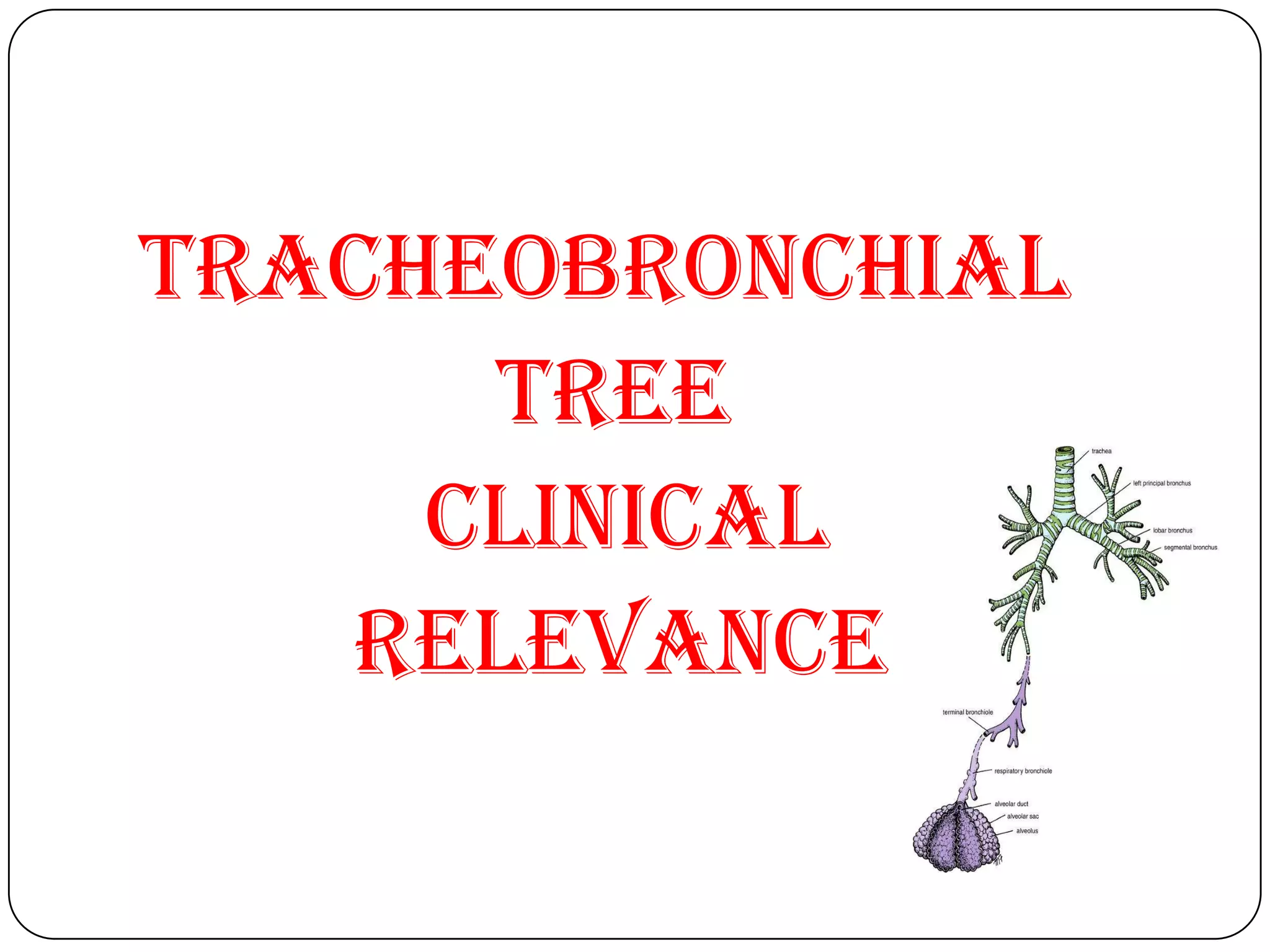 Anatomy of tracheobronchial tree | PPTX