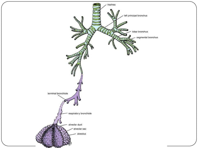 Anatomy of tracheobronchial tree | PPTX