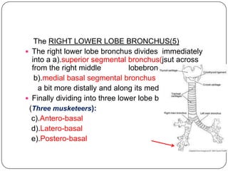 Anatomy of tracheobronchial tree | PPTX