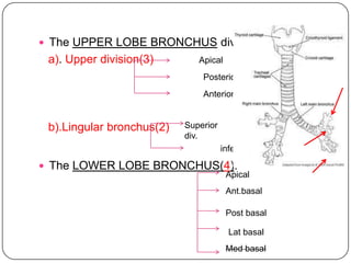 Anatomy of tracheobronchial tree | PPTX