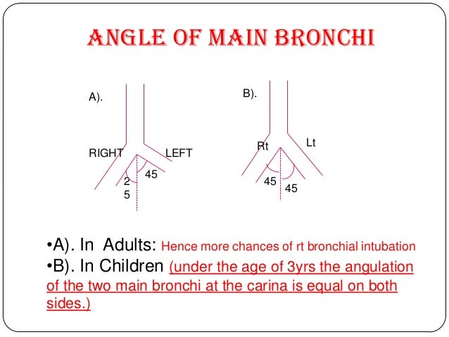 Anatomy of tracheobronchial tree