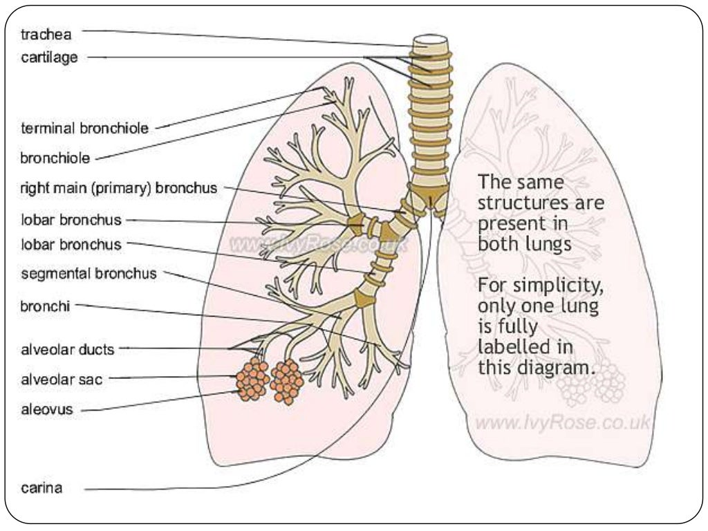 Anatomy of tracheobronchial tree