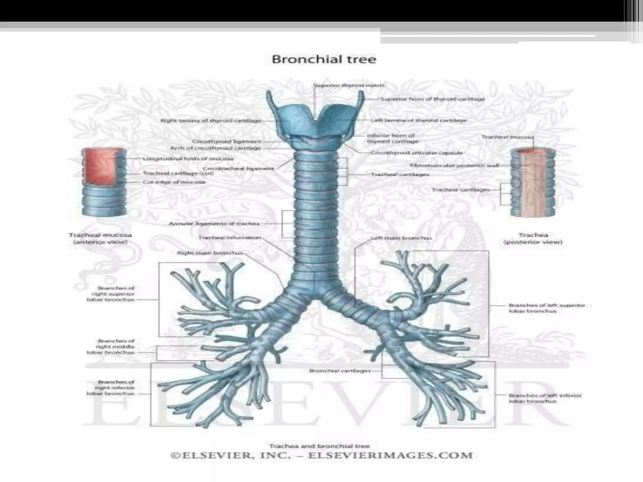 ANATOMY OF TRACHEOBRONCHIAL TREE.pptx