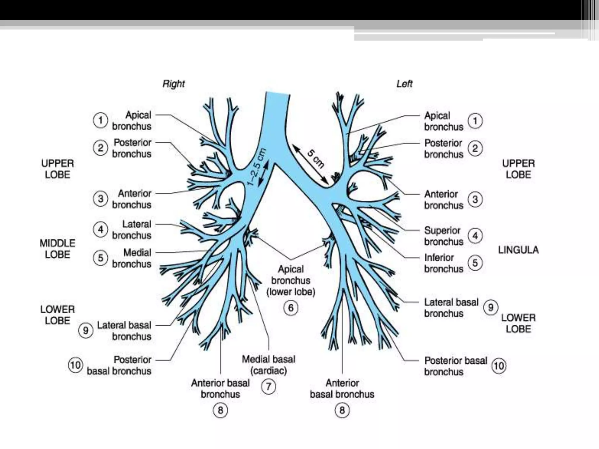 ANATOMY OF TRACHEOBRONCHIAL TREE.pptx